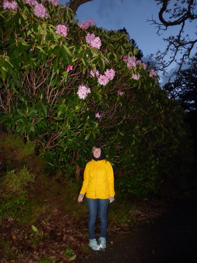 Giant Azalea – Suzanne Kresta